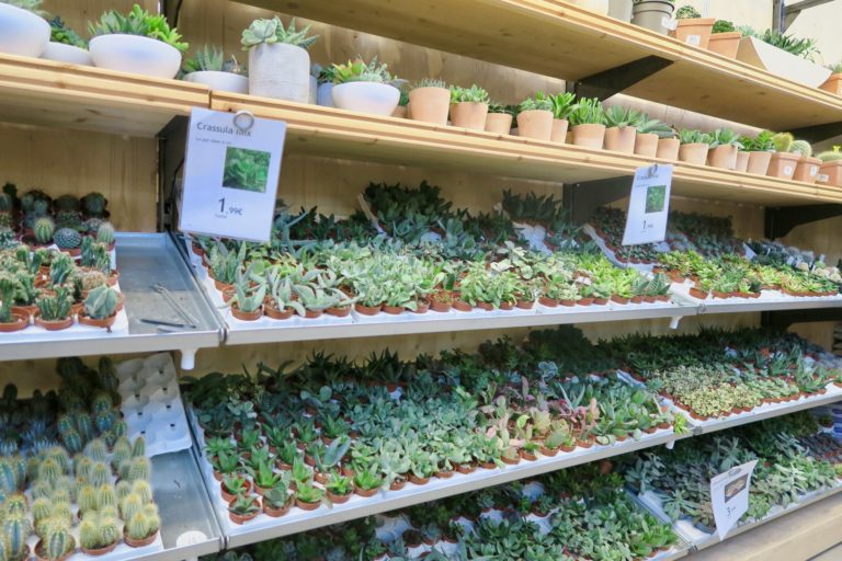 Botanic, bien plus qu'une jardinerie - ses univers et sa magie