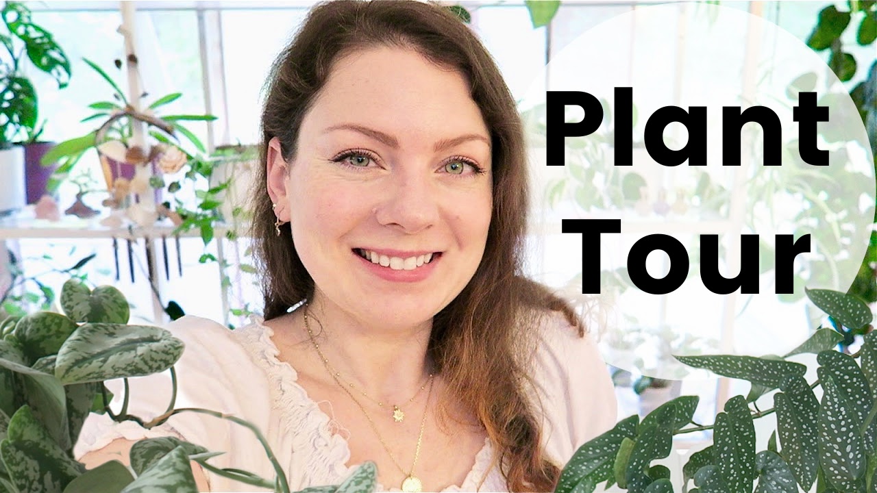 PLANT TOUR 2020 - Ma collection complète de plantes d'intérieur